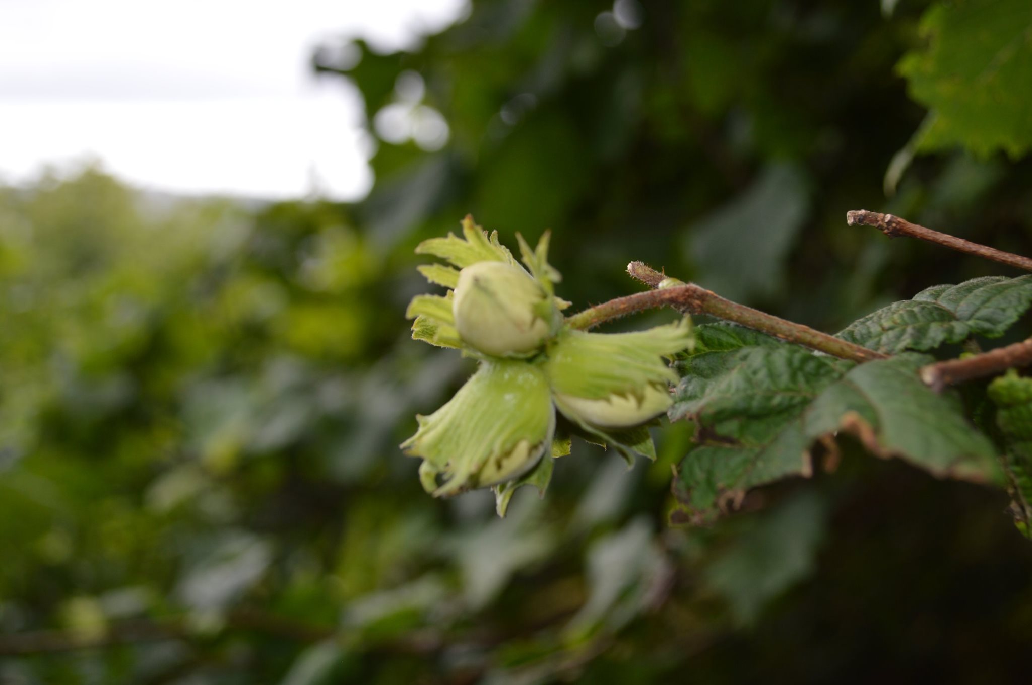 Visiting the Forest : South West Mull and Iona Development | Community ...